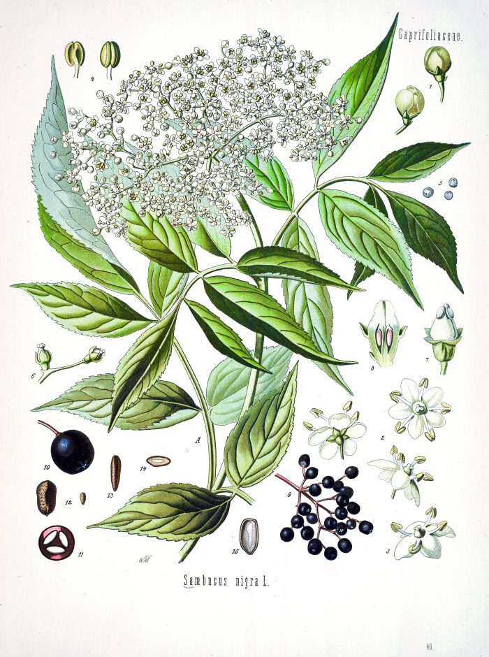 Vlier - Lisette Kreischer